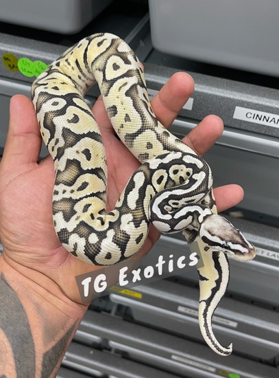 Super Pastel VPI Axanthic 66% Het Clown -Free Shipping Ball Python by ...