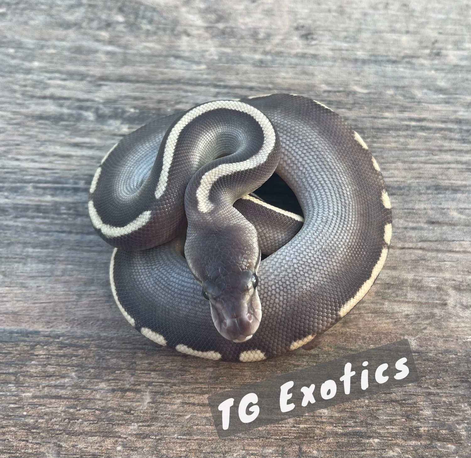 GHI Mojave Cinnamon PDH Hypo Clown Ball Python by TGExotics - MorphMarket