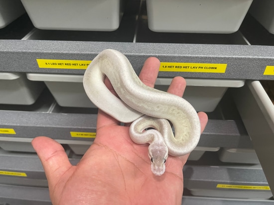 Lesser Pewter Het Red Axanthic Leopard Het Lavender Pos Het Clown Ball ...