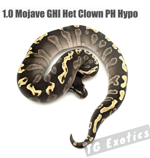 GHI Mojave Het Clown 66 Het Hypo Ball Python by TGExotics