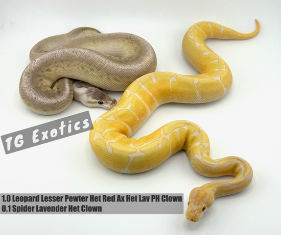 Powerful Grail Maker Pair Ball Python by TGExotics