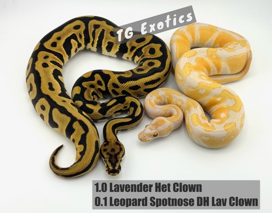 Batman Grail Pair Ball Python by TGExotics