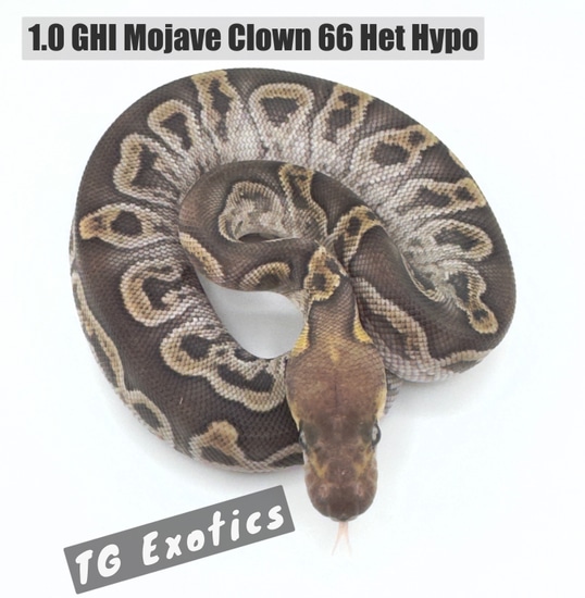 GHI Mojave Clown 66 Het Hypo Ball Python by TGExotics