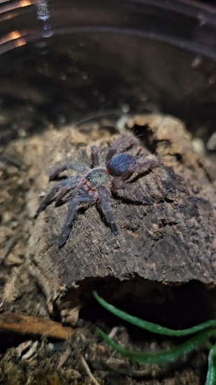 Dolichothele Diamantinensis 1 Inch Tarantula by TGIF Exotics
