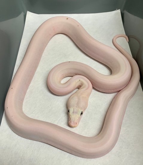 Goldenchild Cow Reticulated Python by TGR Exotics