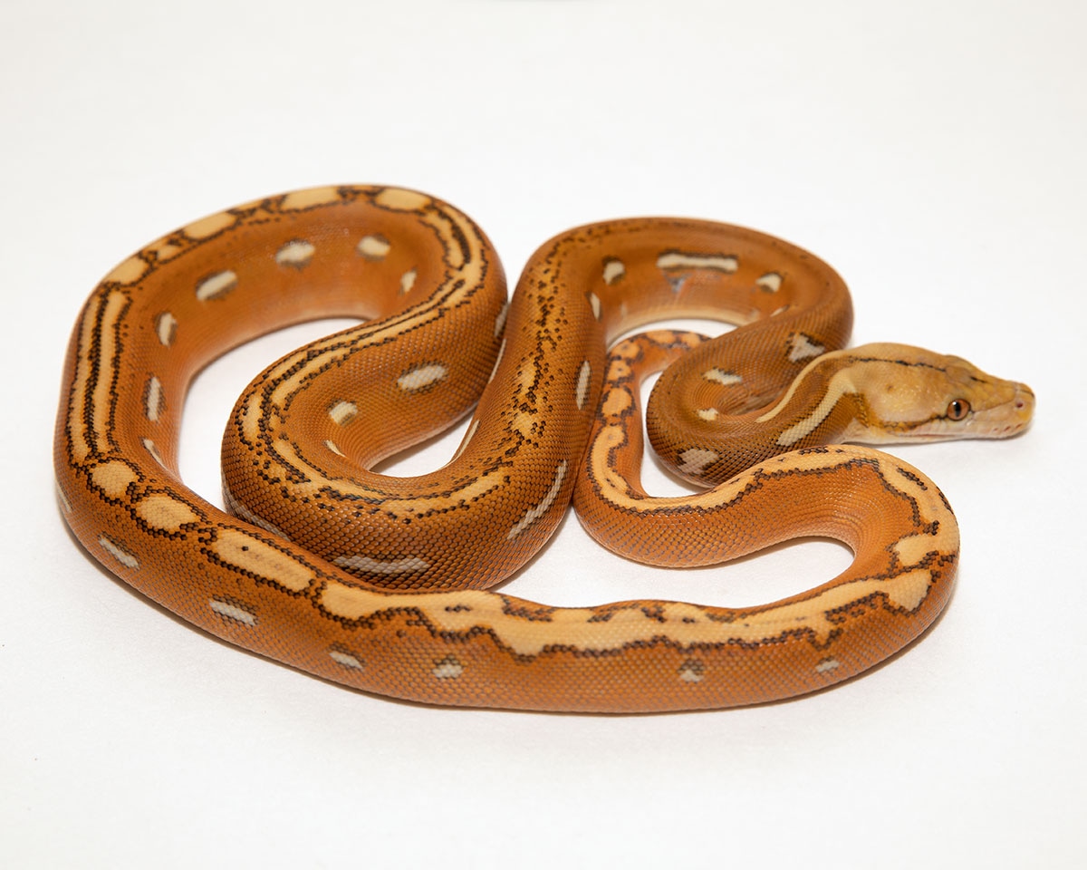 Orange Ghost Stripe Reticulated Python by TGR Exotics - MorphMarket