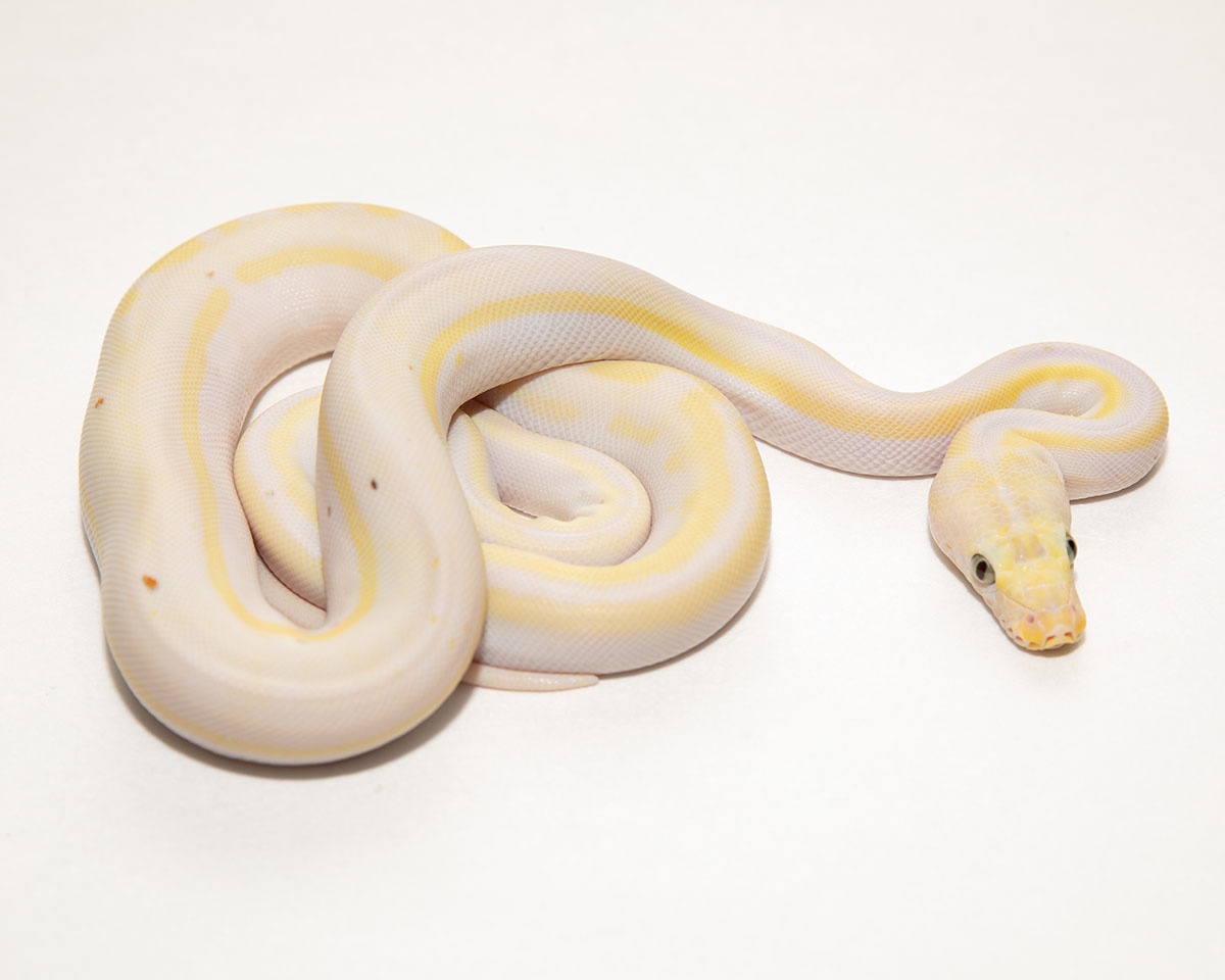 Cow Reticulated Python by TGR Exotics - MorphMarket