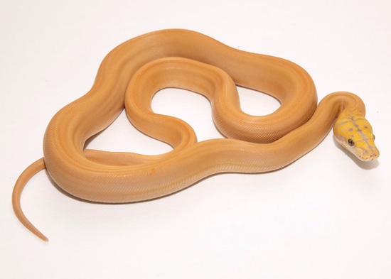 Purple Sunfire Motley Goldenchild Reticulated Python by TGR Exotics