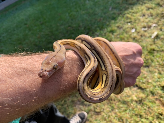 Platinum Super Tiger Reticulated Python by TGR Exotics