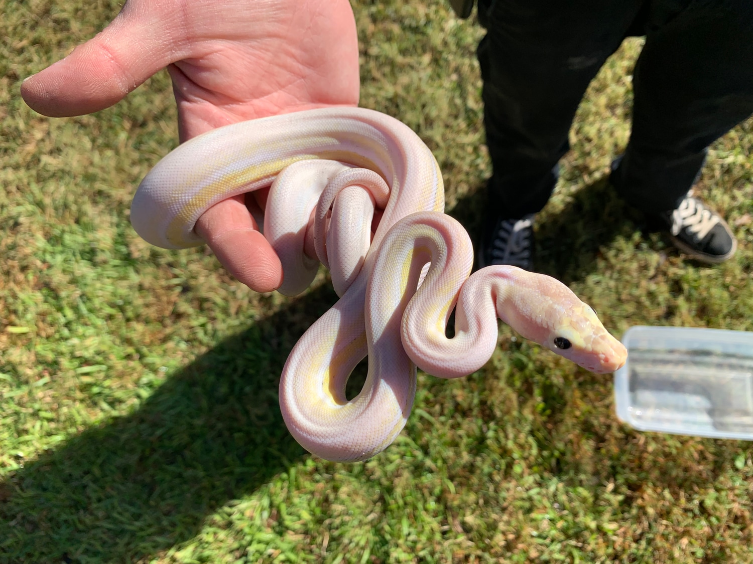 Anery Ultra Ivory Reticulated Python by TGR Exotics - MorphMarket USA