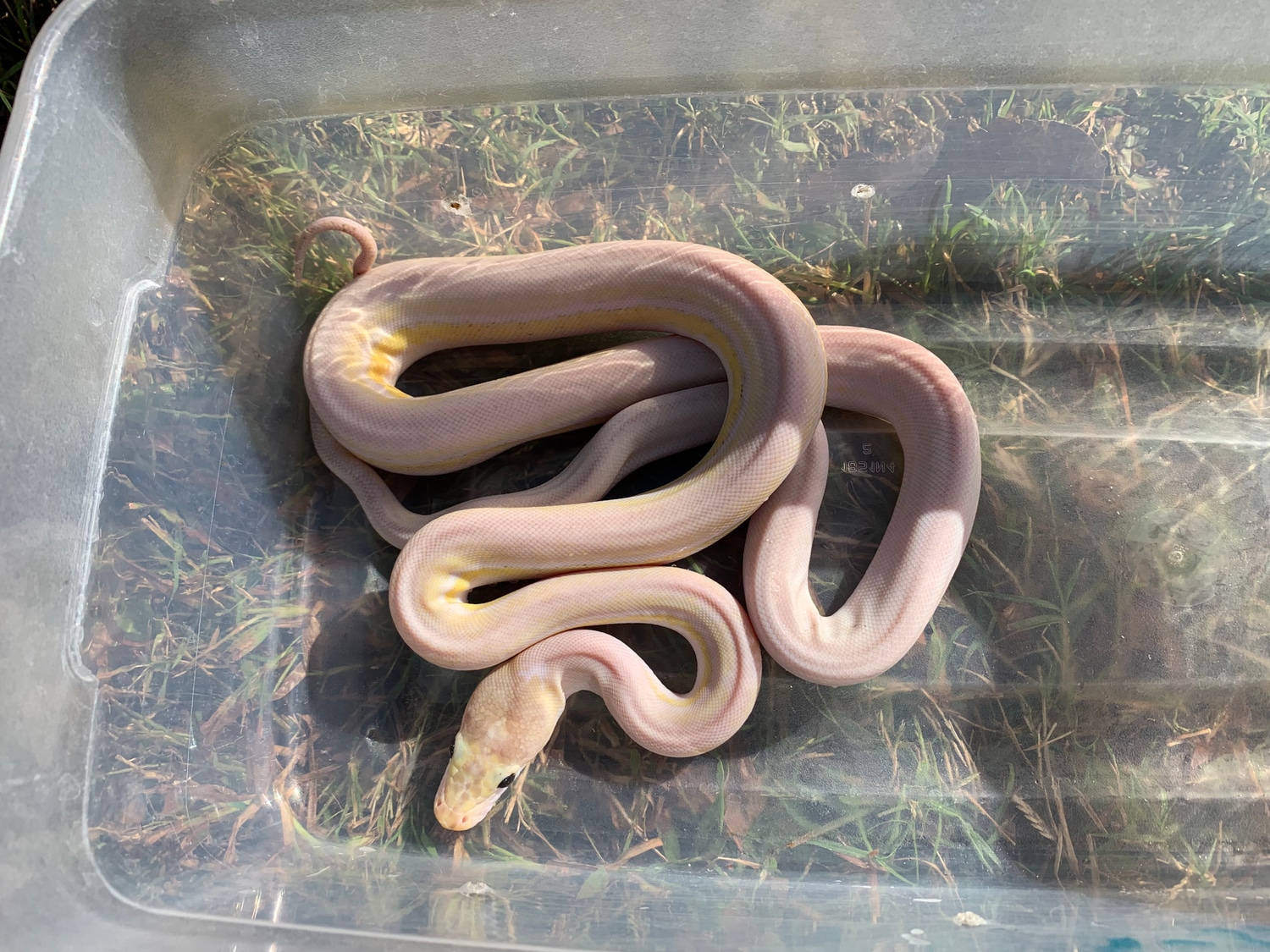 Anery Ultra Ivory Reticulated Python by TGR Exotics - MorphMarket USA