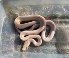 Anery Ultra Ivory Reticulated Python by TGR Exotics - MorphMarket USA
