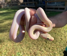 Anery Ultra Ivory Reticulated Python by TGR Exotics - MorphMarket USA