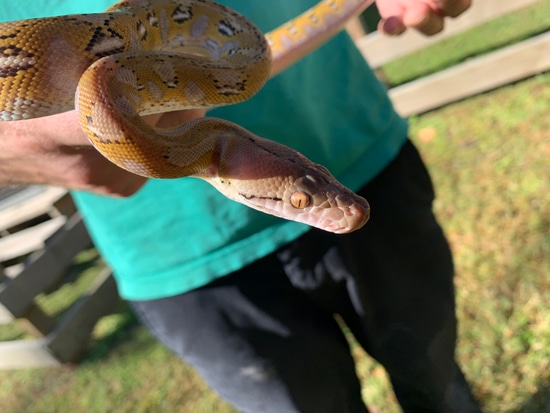 Jampea/Kalaotoa Platinum Reticulated Python by TGR Exotics