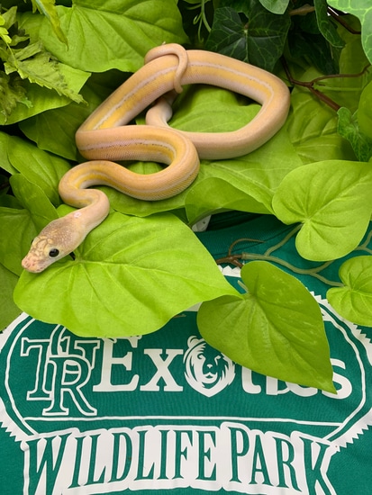 Ultra Ivory Reticulated Python by TGR Exotics