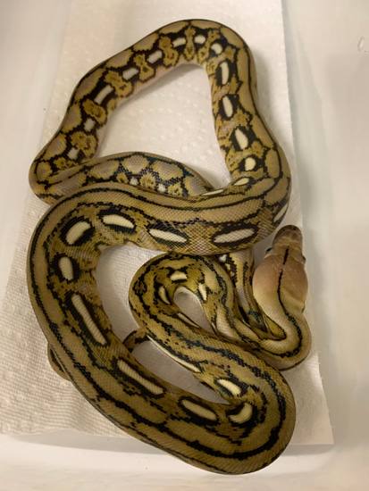 Platinum Sun Tiger Reticulated Python by TGR Exotics