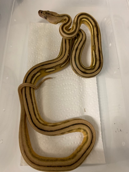 Super Tiger Reticulated Python by TGR Exotics