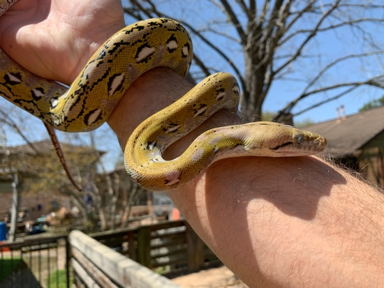 Jampea/Kalaotoa Platinum Reticulated Python by TGR Exotics