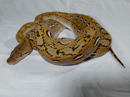 Yearling Super Dwarf Platinum Het Anery Reticulated Python by TGR Exotics