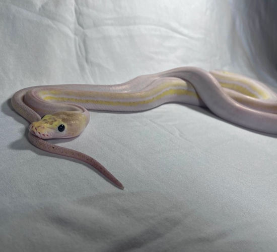 Yearling Dwarf Anery Ultra Ivory Reticulated Python by TGR Exotics