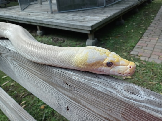 Purple Super Motley Reticulated Python by TGR Exotics