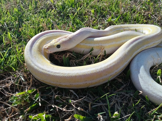 Yearling Dwarf Anery Ultra Ivory Reticulated Python by TGR Exotics