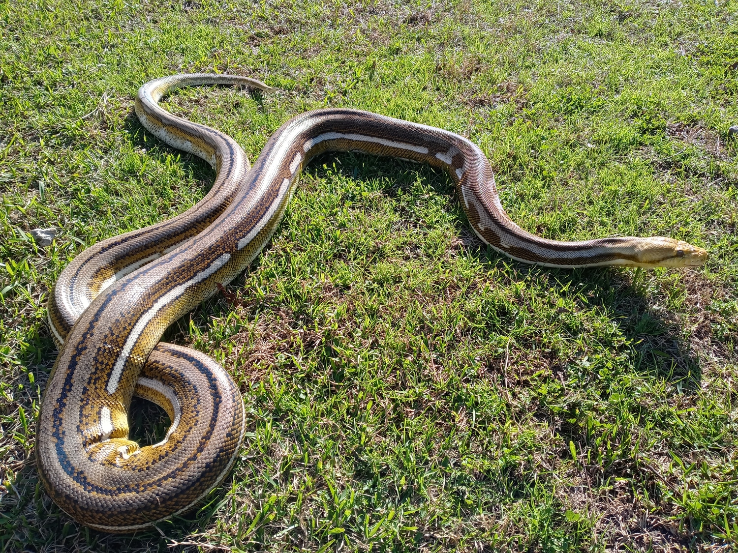 OGS Tiger Reticulated Python by TGR Exotics - MorphMarket