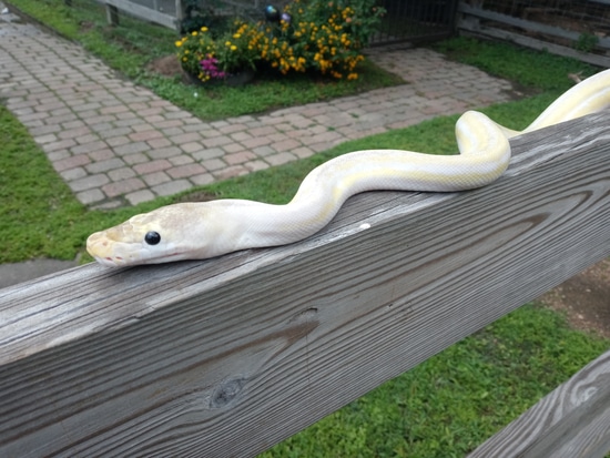 Yearling Dwarf Anery Ultra Ivory Reticulated Python by TGR Exotics
