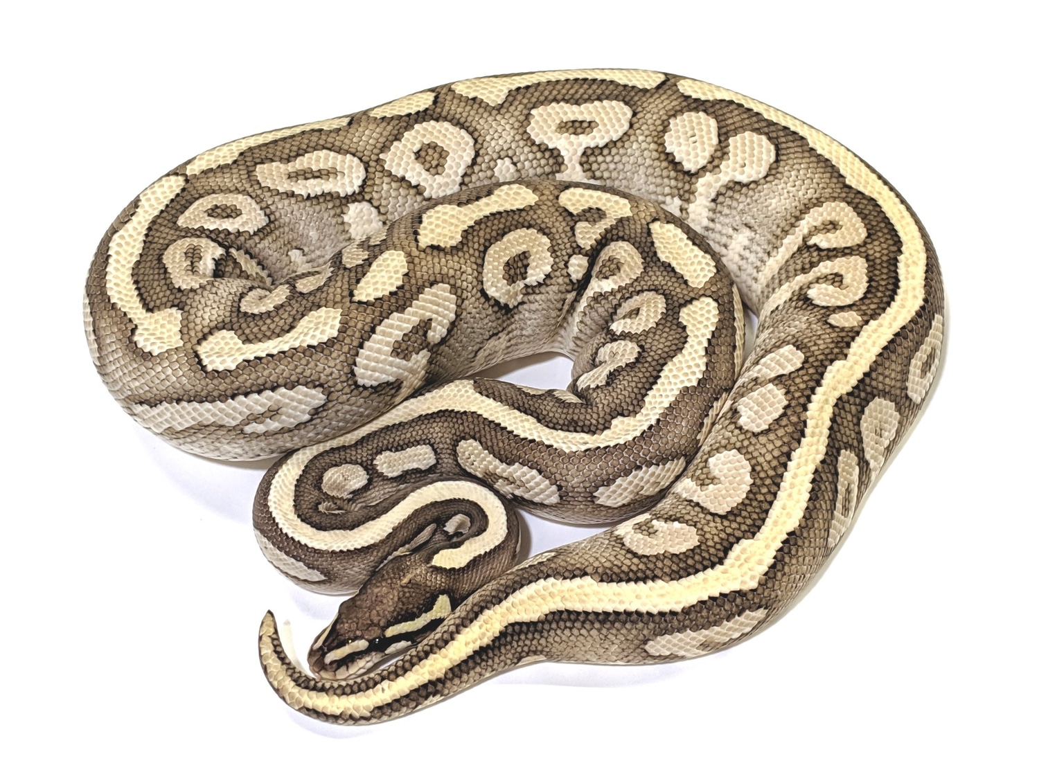Spotnose Mystic Potion Ball Python by TGR Rack Systems - MorphMarket