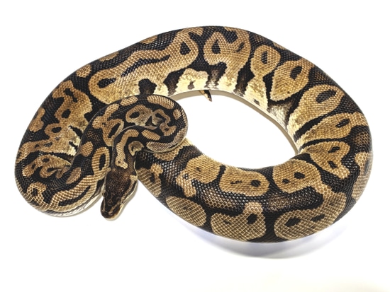 Pastel Ball Python by TGR Rack Systems