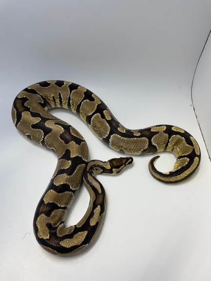 Enchi Mckenzie Ball Python by Aiden Reptiles