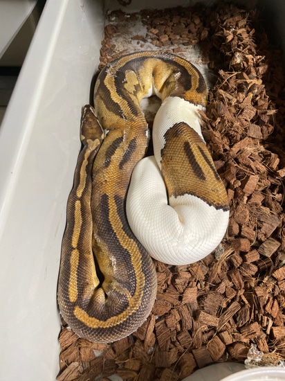 Adult Pied Female Ball Python by Aiden Reptiles