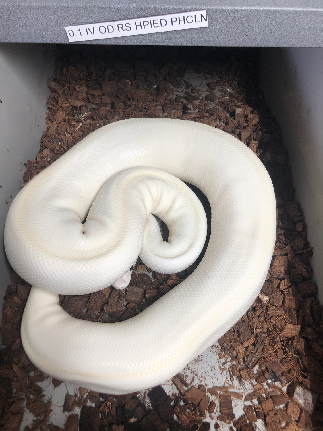 Ivory OD Redstripe 100% Het Pied Poss Het Clown Ball Python by Aiden ...