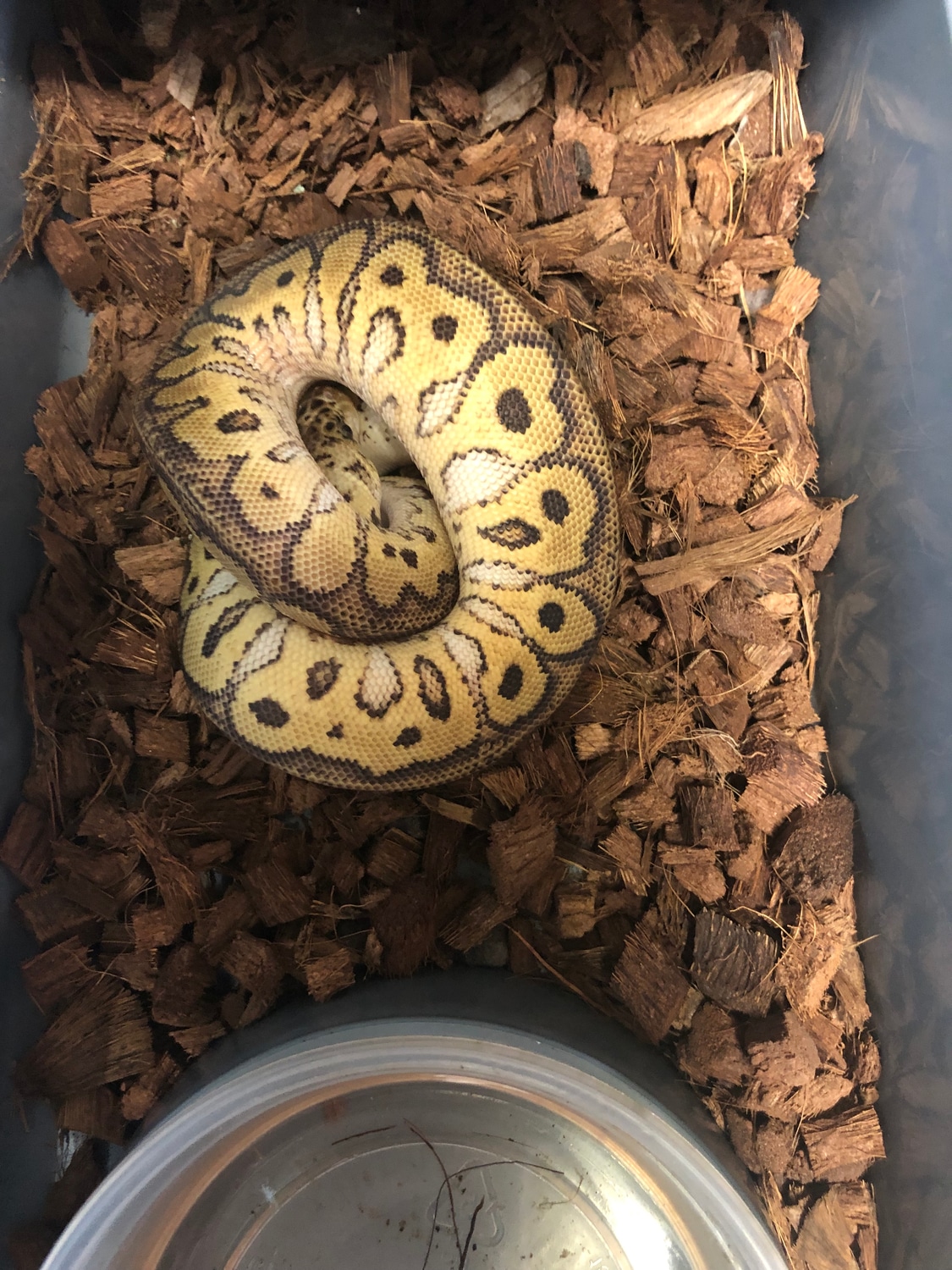 Special Pastel Clown Ball Python by Aiden Reptiles - MorphMarket