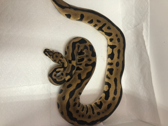 RTB! Spotnose Leopard Het Clown Ball Python by Aiden Reptiles