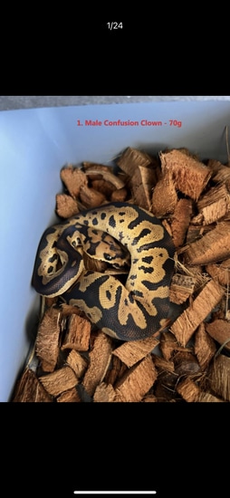 Confusion Clown Ball Python by Aiden Reptiles