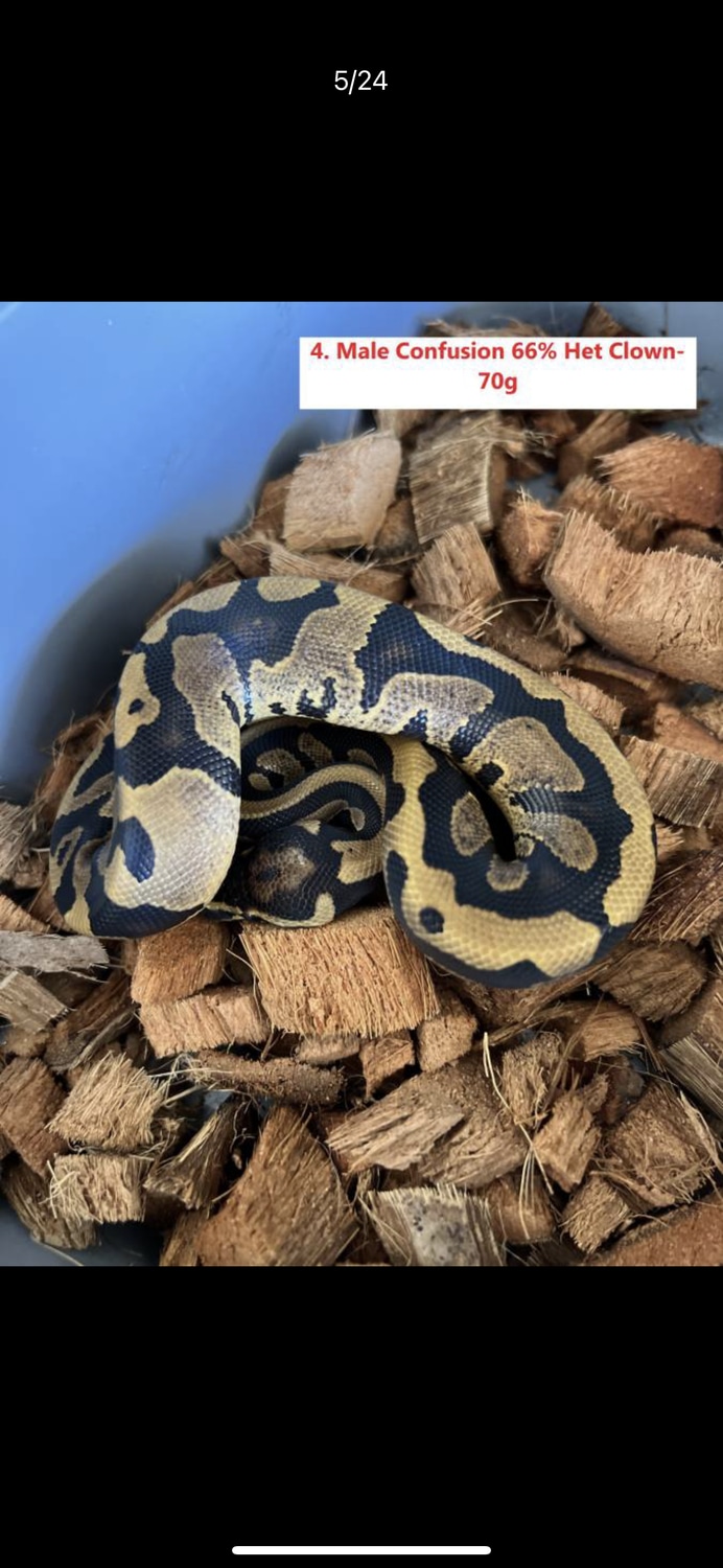 Confusion 66% Het Clown Ball Python by Aiden Reptiles - MorphMarket