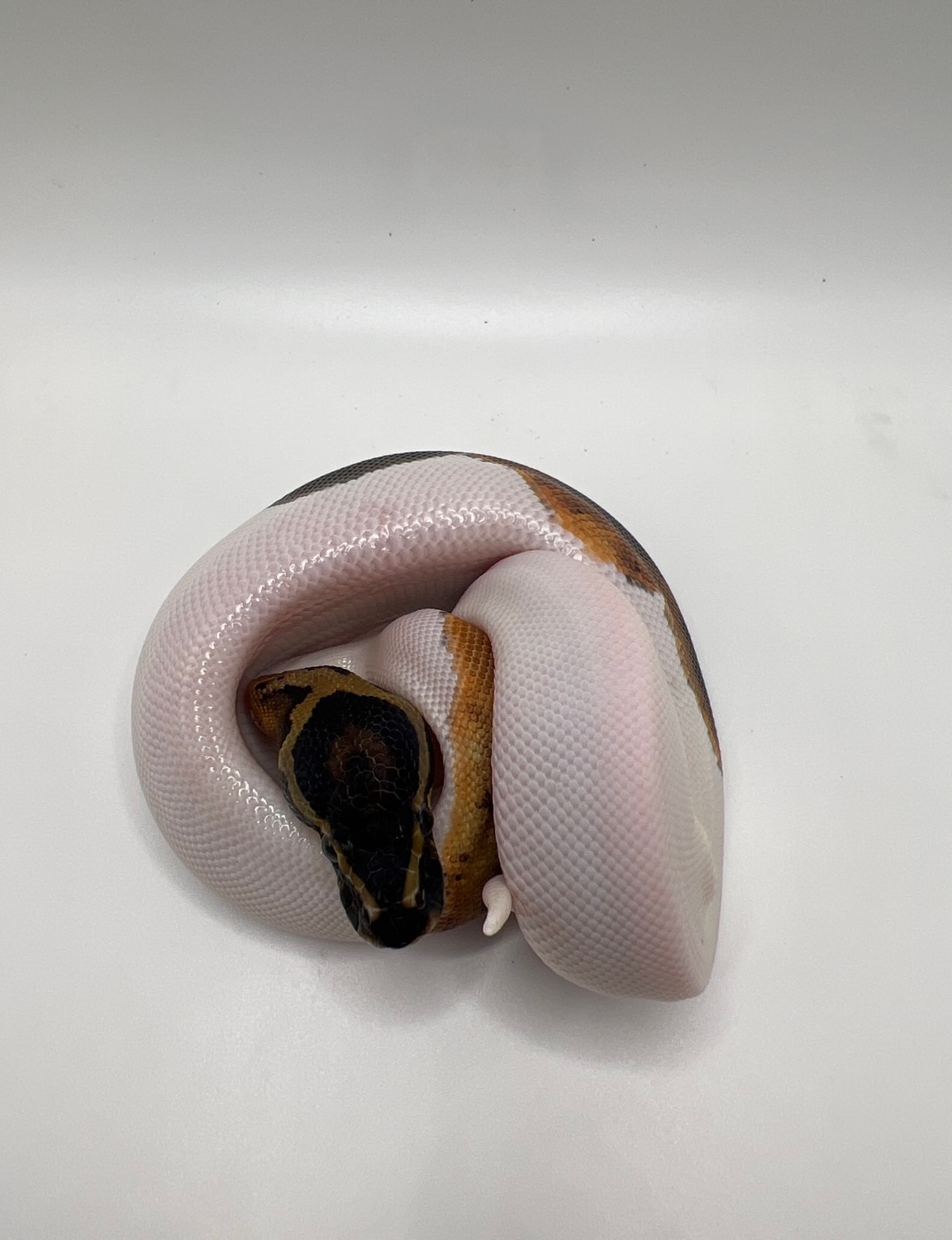 Pied *Kinked* Ball Python by Aiden Reptiles - MorphMarket
