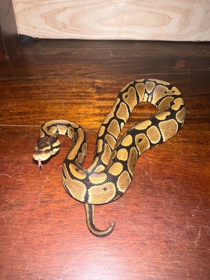 Normal Ball Python by Scaled Divinities