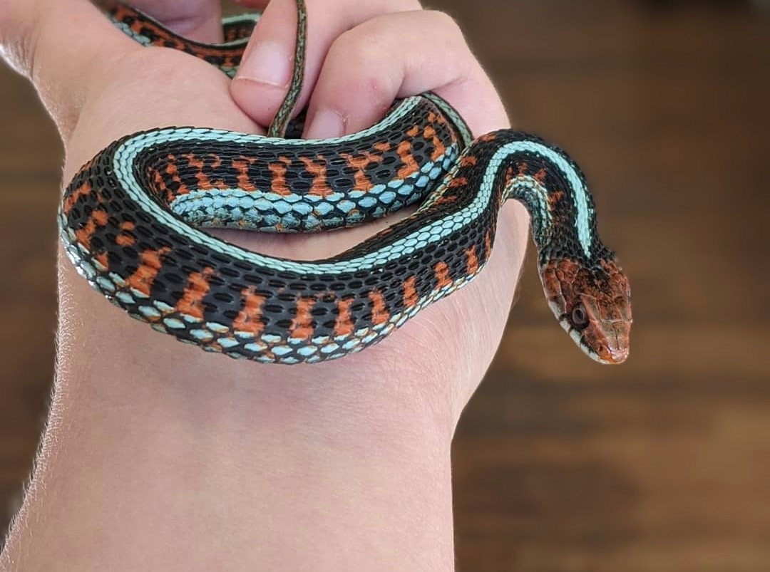 Garter Snake Litter: 2022 M5 by Wright Reptiles - MorphMarket