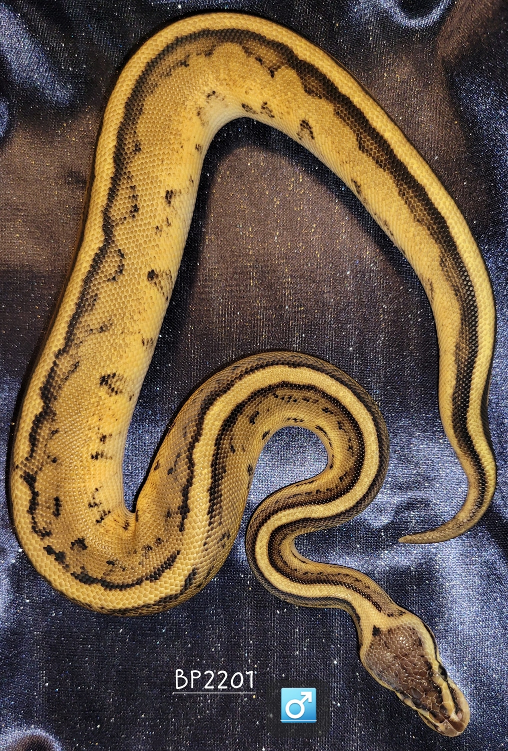 Pastel G-Stripe Ball Python by Chromatic Creations - MorphMarket