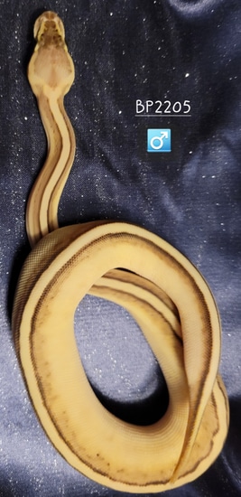 Pastel Butter G-Stripe Ball Python by Chromatic Creations