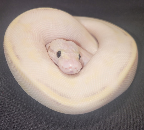 Pastel Butter Bongo Puma Ball Python by Chromatic Creations