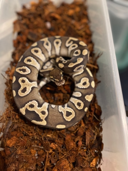Chocolate Mojave Ball Python by TharinT Reptiles