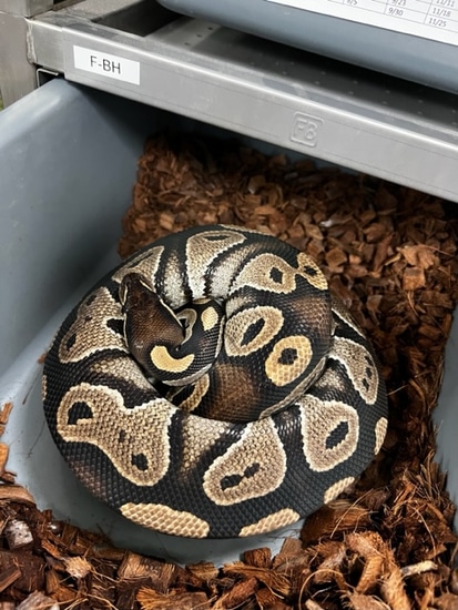 Black Head Ball Python by TharinT Reptiles