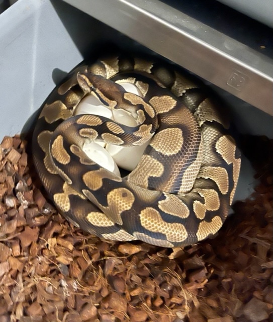 Yellow Belly Ball Python by TharinT Reptiles - MorphMarket