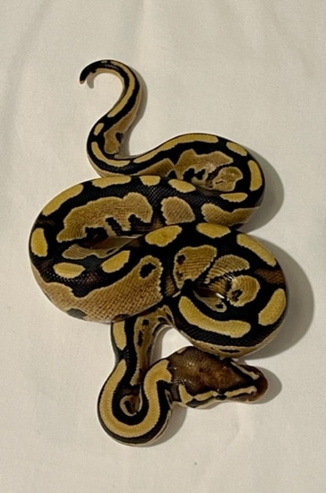 Fire Het Hypo Het Piebald Ball Python by TharinT Reptiles