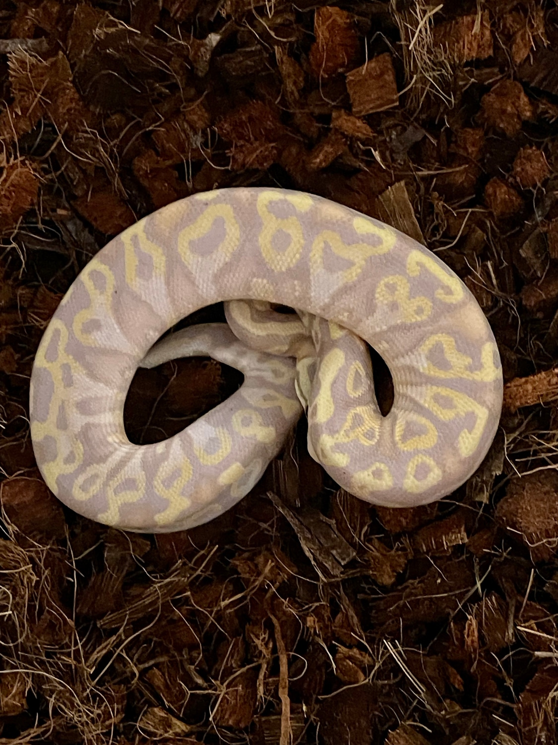 Pastel Banana Yellow Belly Female Maker Ball Python by TharinT Reptiles ...