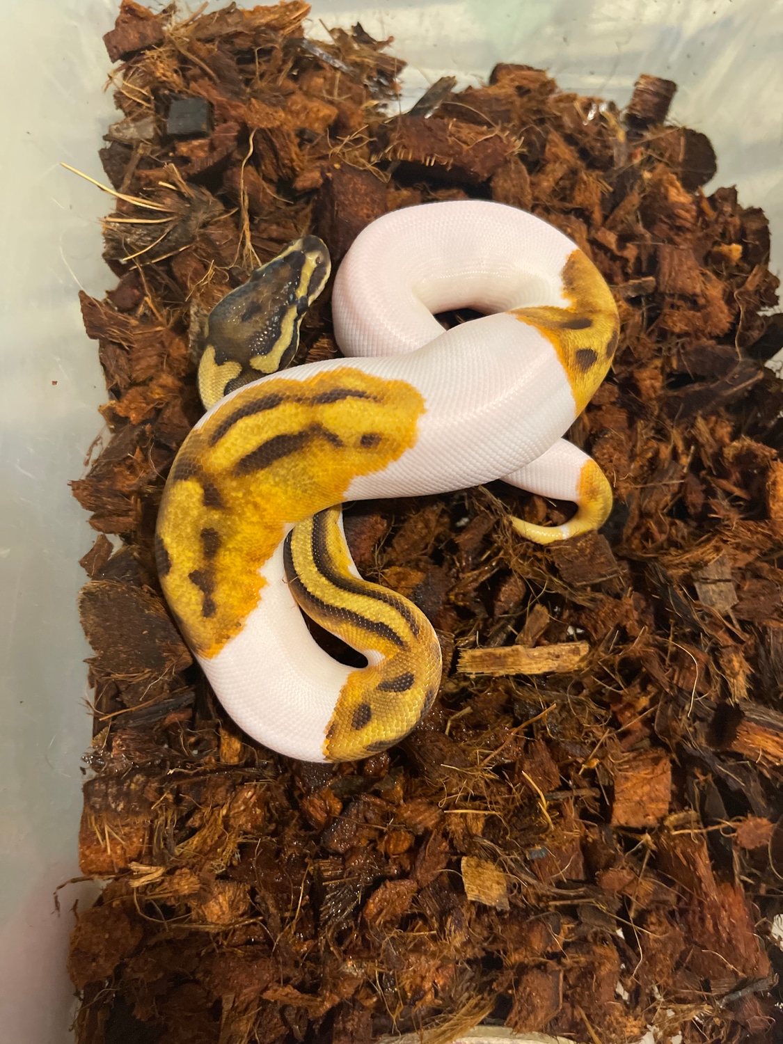 Female Yellow Belly Pied Ball Python by TharinT Reptiles - MorphMarket