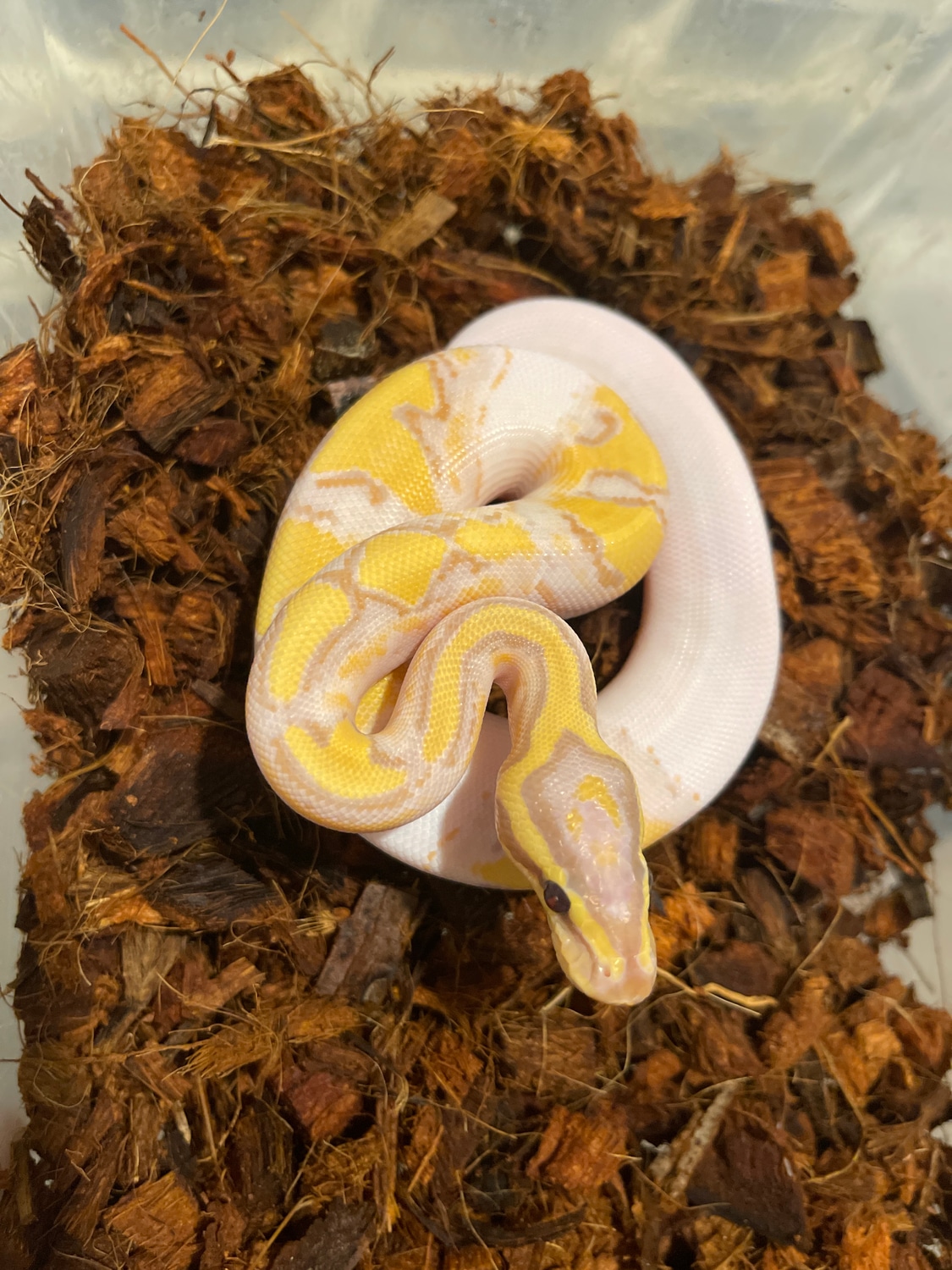 Banana (Enchi) YB Pied Male Ball Python by TharinT Reptiles - MorphMarket